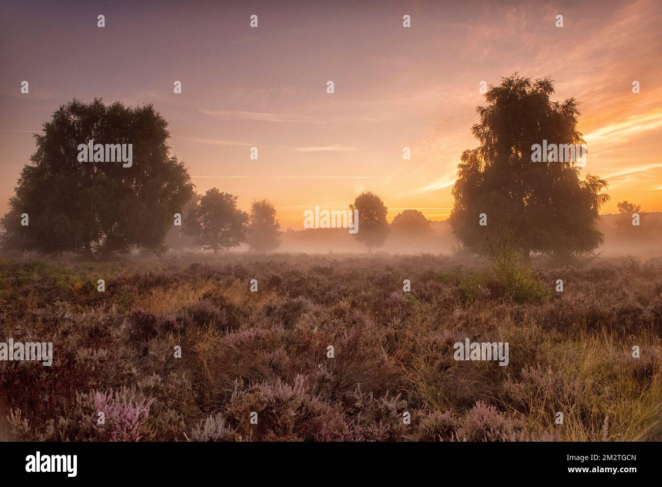 Budby south forest hi-res stock photography and images - Alamy
