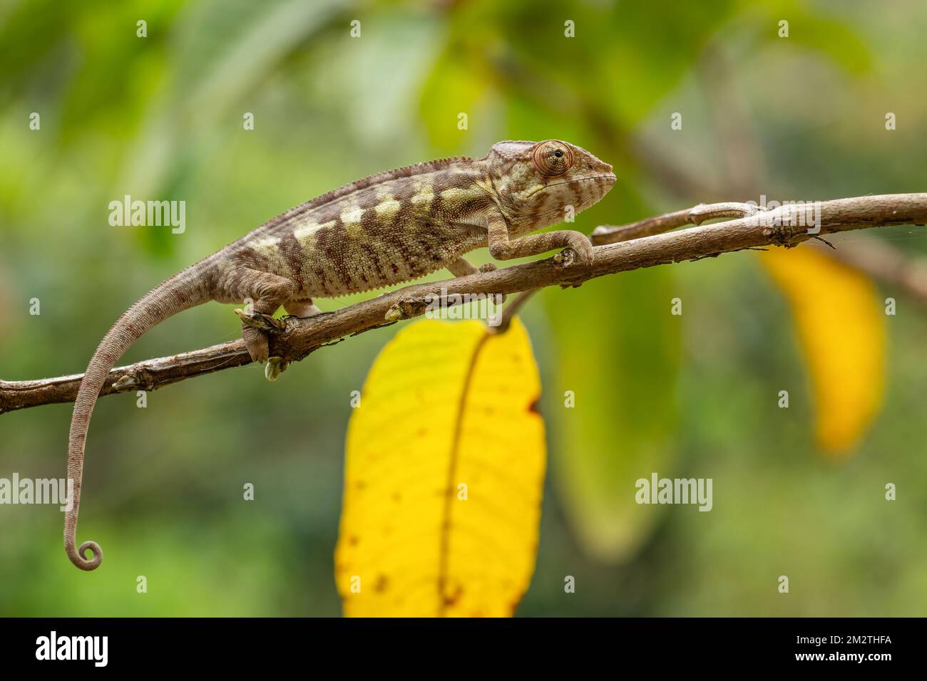 Panther Chameleon - Furcifer pardalis, Madagascar. Beautiful lizard ...