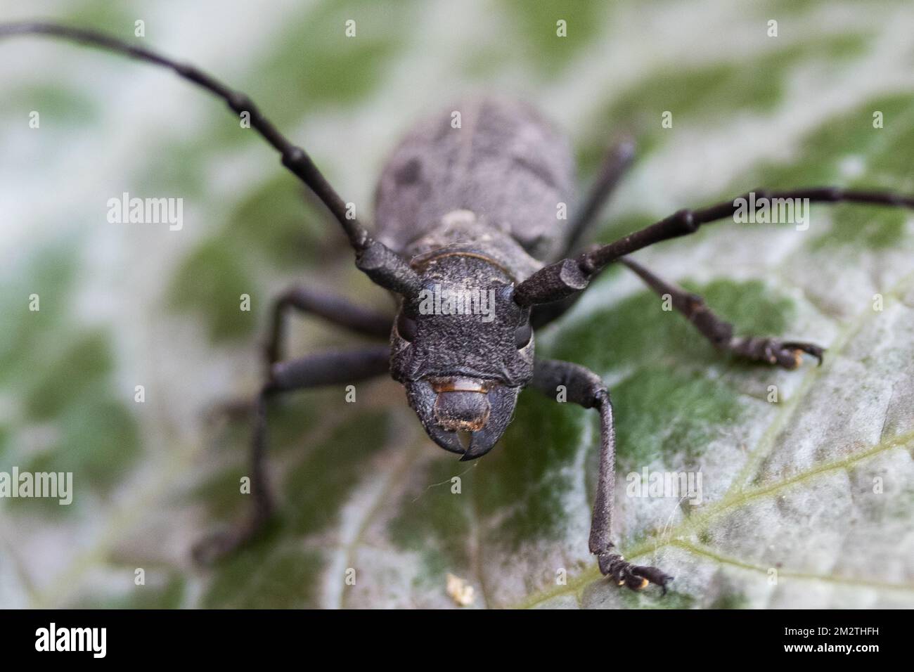 Macro weaver beetle lamia hi-res stock photography and images - Alamy