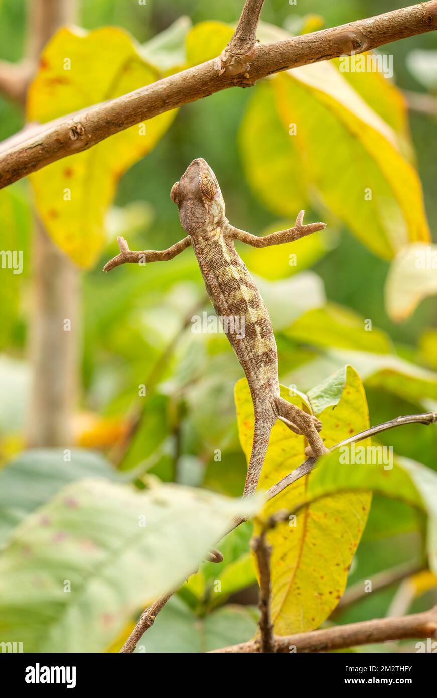 Panther Chameleon - Furcifer pardalis, Madagascar. Beautiful lizard ...