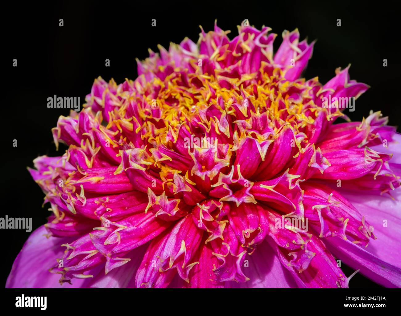 Dahlia 'Inca' pink flower. Selective focus of Dahlia flower. Black ...