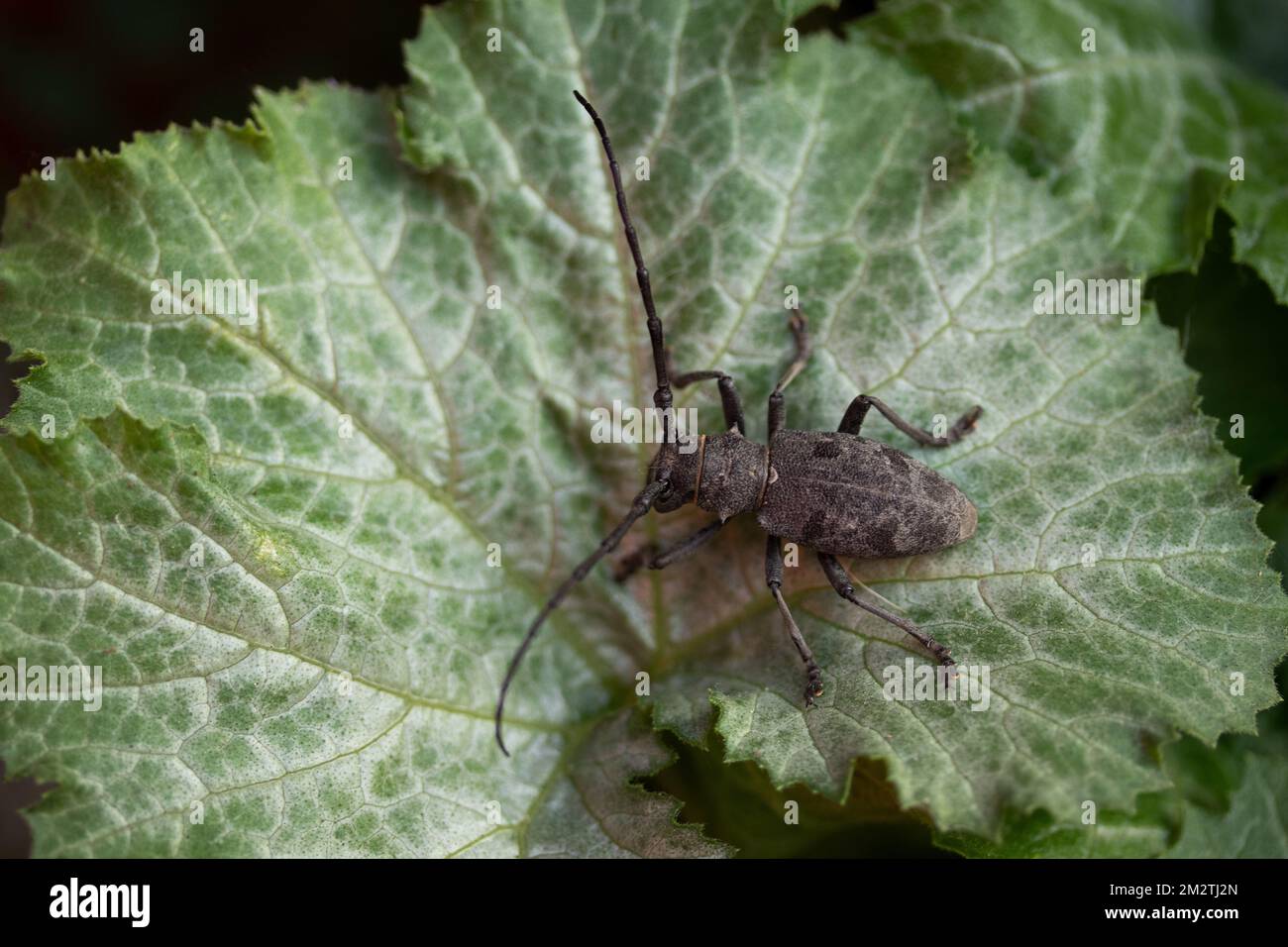 Lamia weaver insect Stock Photo - Alamy