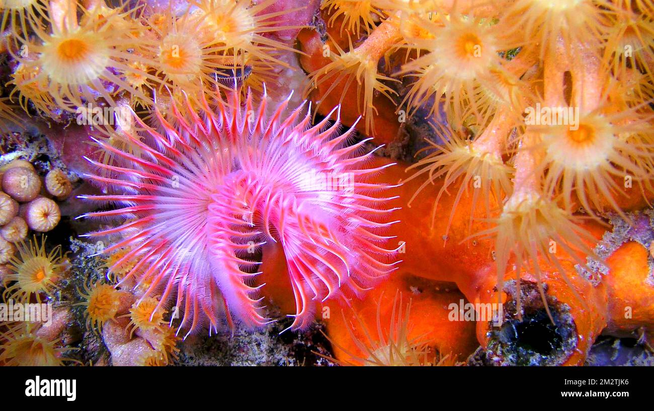 Tubeworm, Fan Worm, Serpula vermicularis, Feather Duster Worms, Tube ...