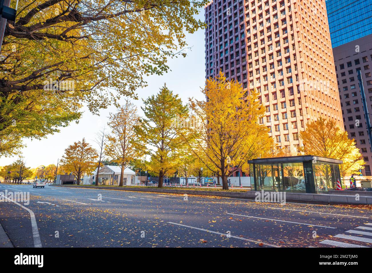 Ginkgo Tree-lined Street in Autumn Stock Photo - Alamy