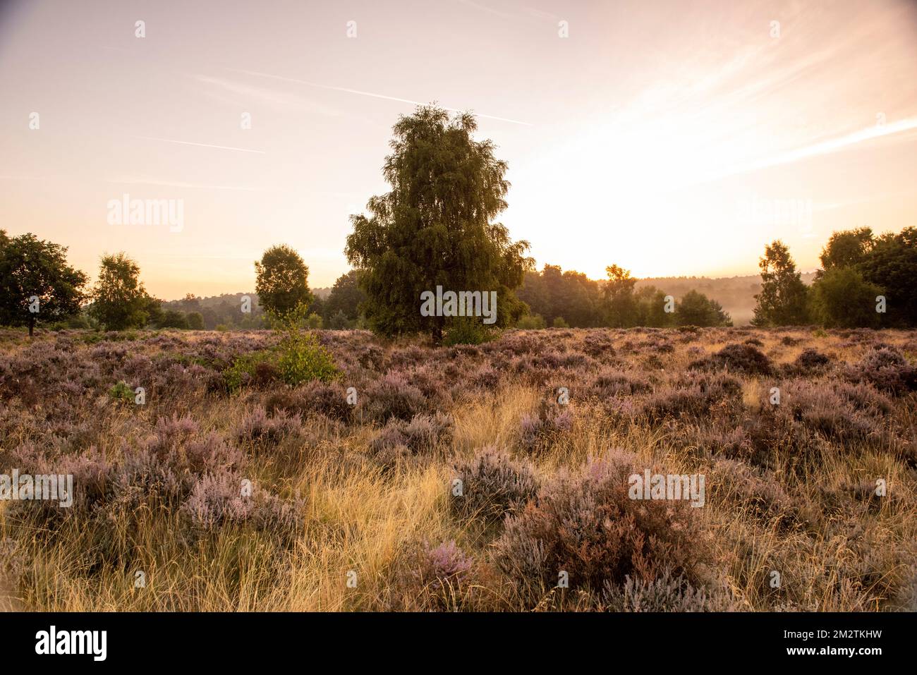 Budby south forest hi-res stock photography and images - Alamy