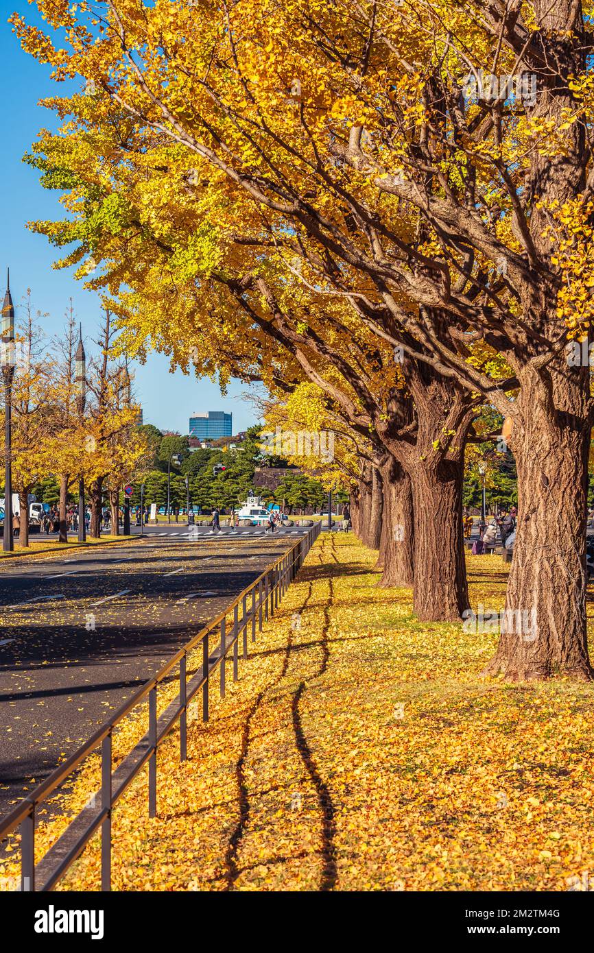 Ginkgo tree lined hi-res stock photography and images - Alamy