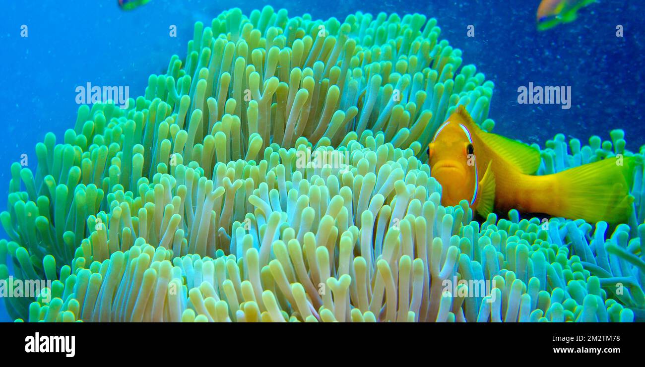 Blackfinned Anemonefish, Amphiprion nigripes, Magnificent Sea Anemone ...