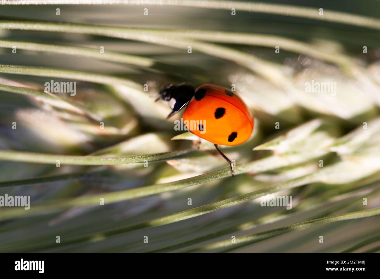 Horizontal grass stem hi-res stock photography and images - Alamy