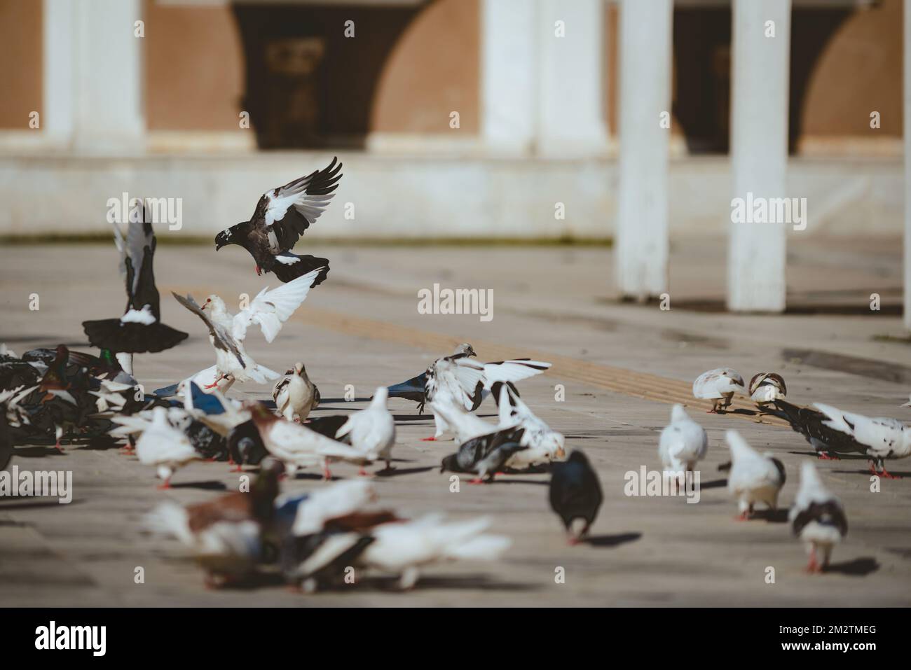 A selective of pigeons on the pavement Stock Photo - Alamy