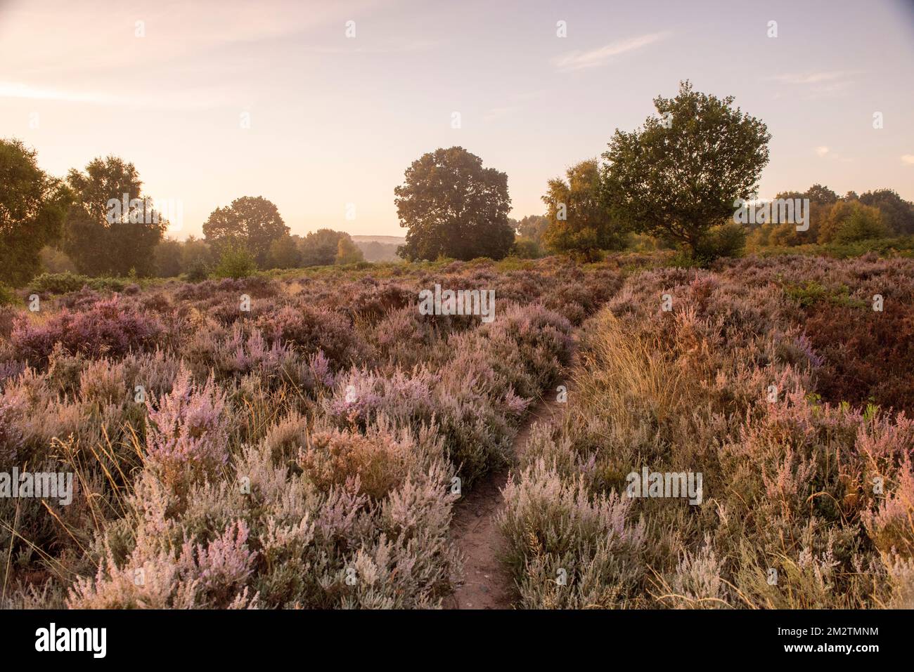 Summer sunrise at RSPB Budby South Forest, Nottinghamshire England UK ...