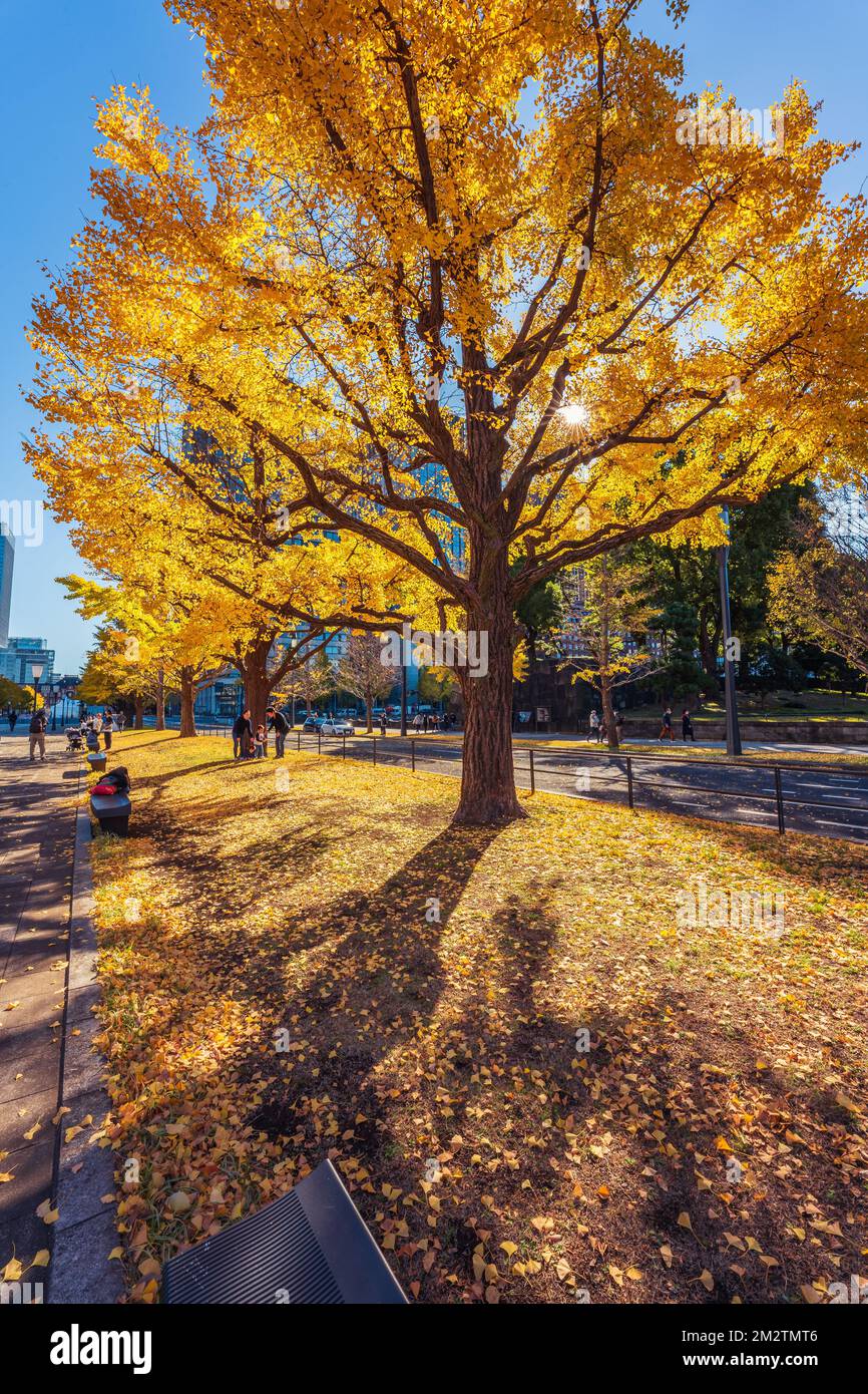 Ginkgo Tree-lined Street in Autumn Stock Photo - Alamy