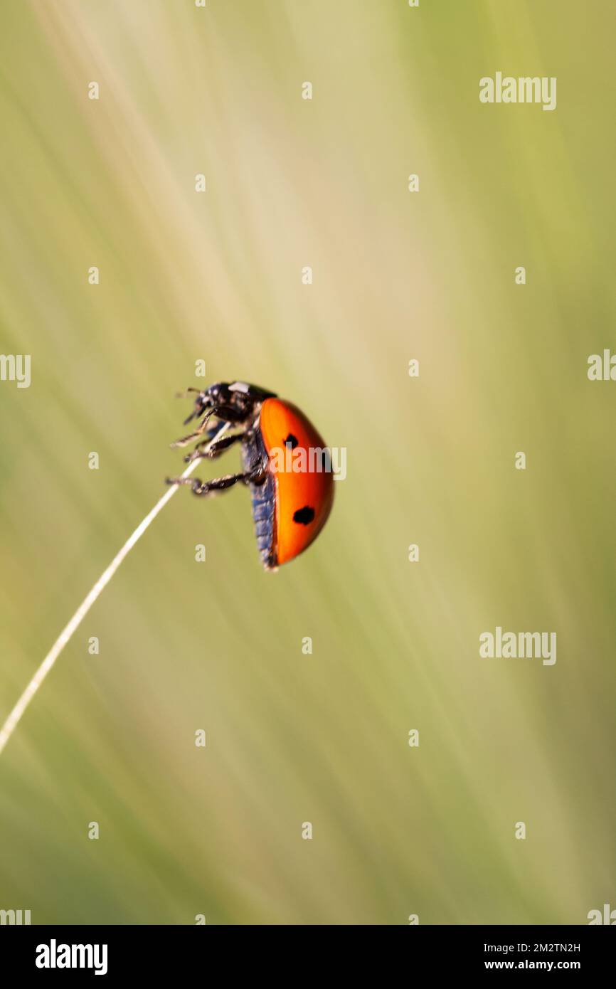 Ladybug on a stem of grass Stock Photo - Alamy