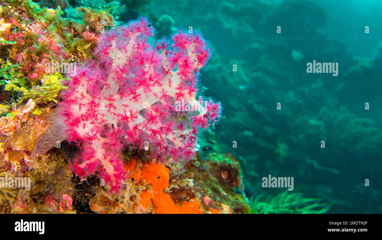 Multi-branched Trees Coral, Soft Coral, Coral Reef, Lembeh, North ...