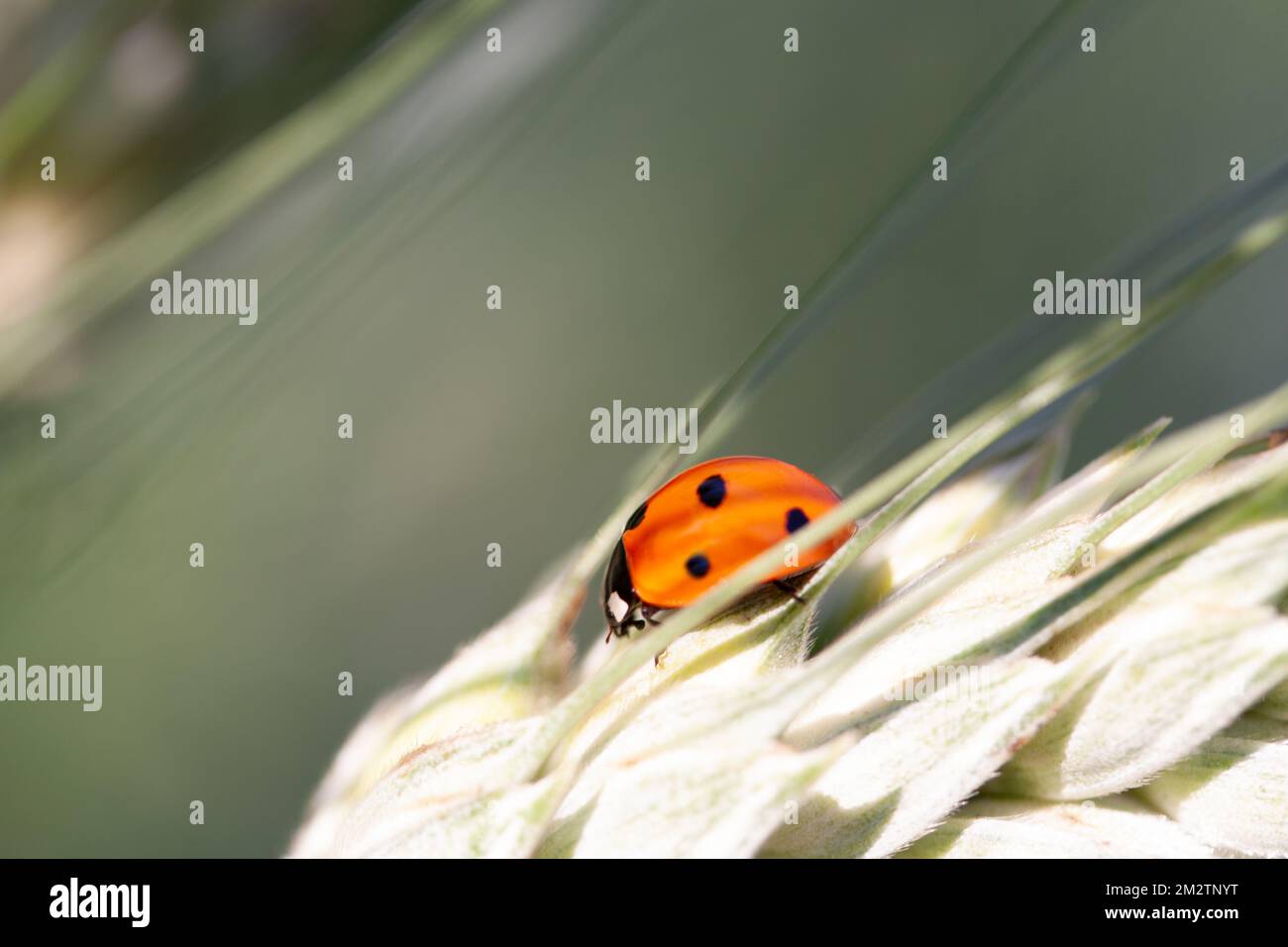 Ladybug on a stem of grass Stock Photo - Alamy