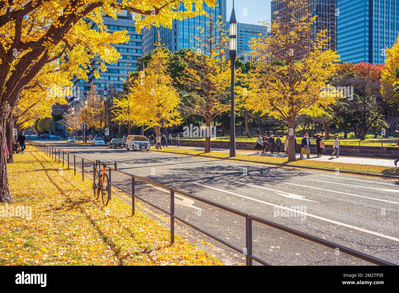 Ginkgo Tree-lined Street in Autumn Stock Photo - Alamy