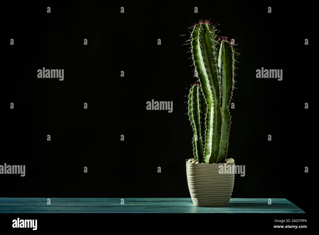 Pot with cereus cactus with three stems full of sharp spikes on blue ...