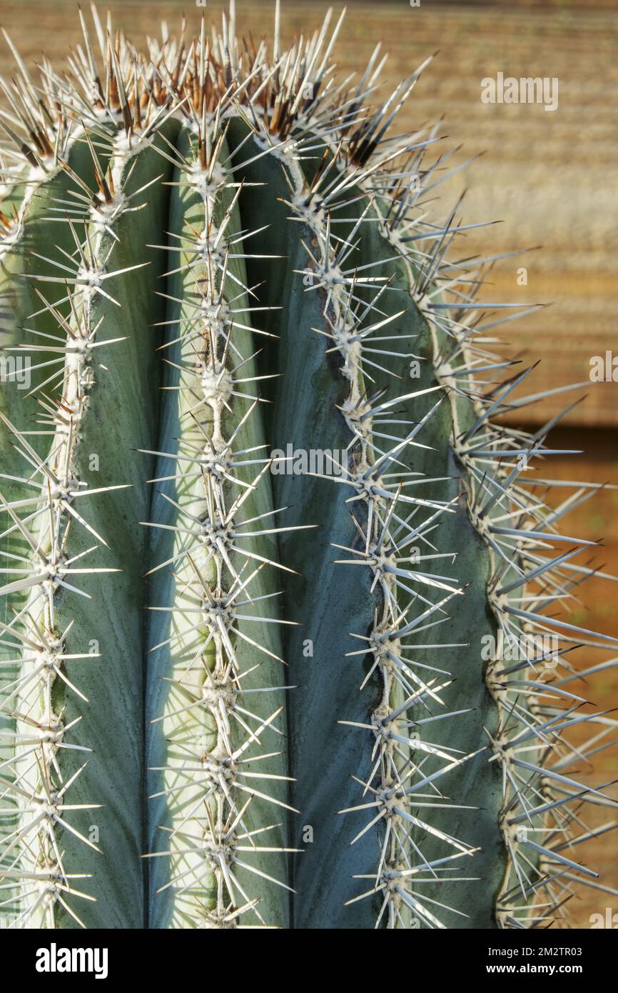 The top of a large cereus cactus filled with hundreds of sharp and ...