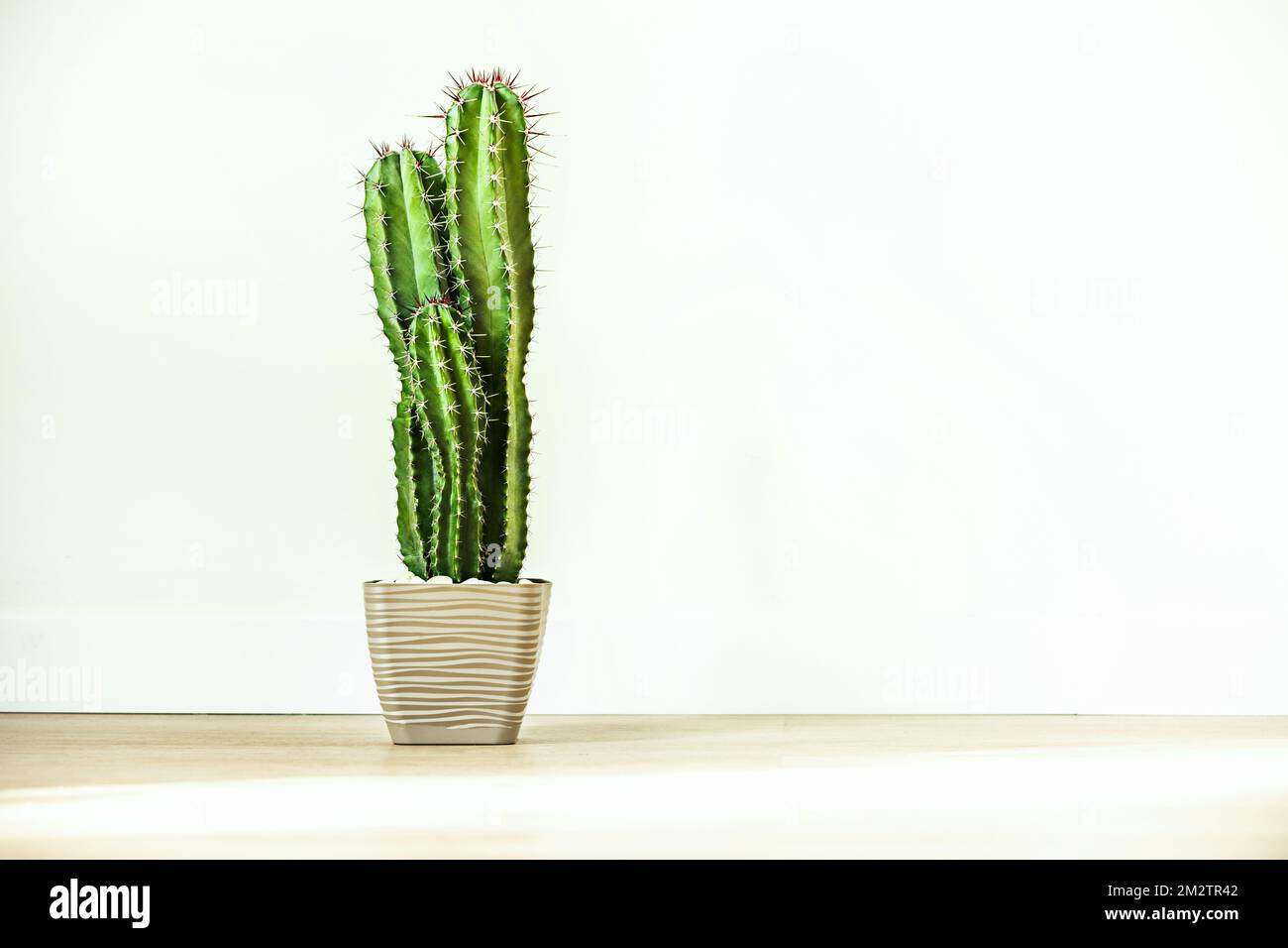 A splendid cereus cactus with several green stems full of sharp spikes ...