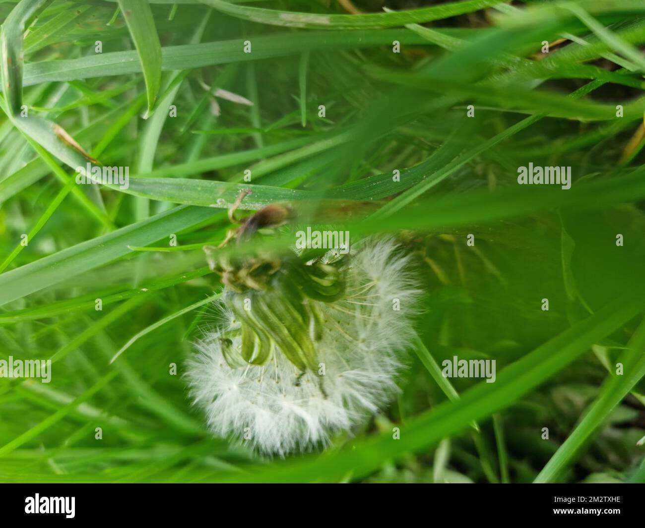 Medicinal grass hi-res stock photography and images - Alamy