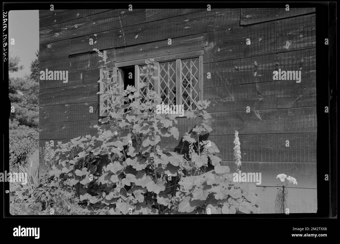 Exterior window , Architecture, Windows, Plants. Samuel Chamberlain ...