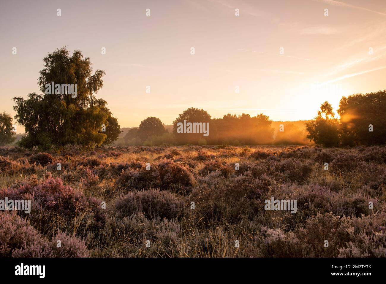 Summer sunrise at RSPB Budby South Forest, Nottinghamshire England UK ...