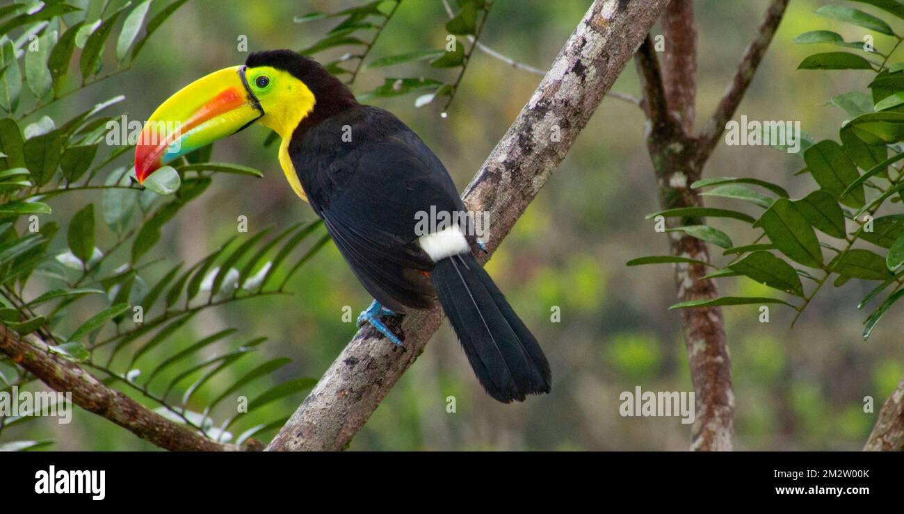 Keel-billed Toucan, Sulfur-breasted Toucan, Rainbow-billed Toucan ...