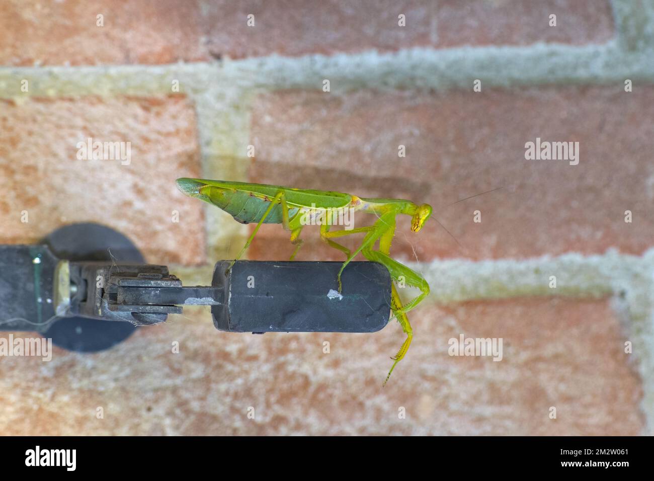 Mantis religiosa head close up hi-res stock photography and images - Alamy