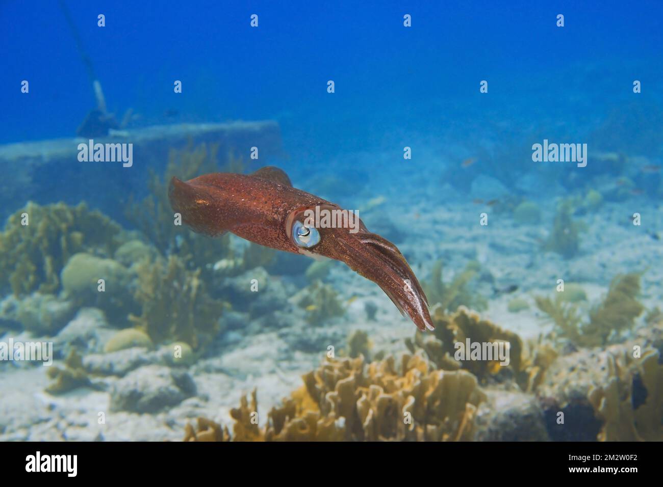 Beautiful brown squid swimming in the blue waters of the Caribbean sea ...