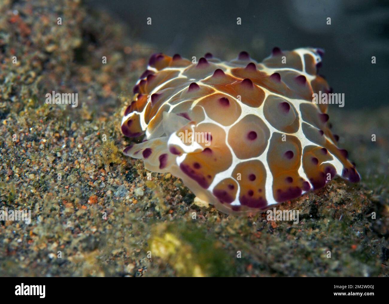 Diving Kalimaya Dive Resort Stock Photo - Alamy