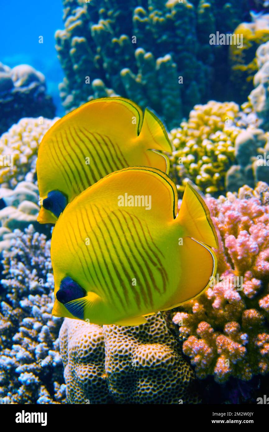 A beautiful pair of yellow butterfly fish colourful coral reef full of ...