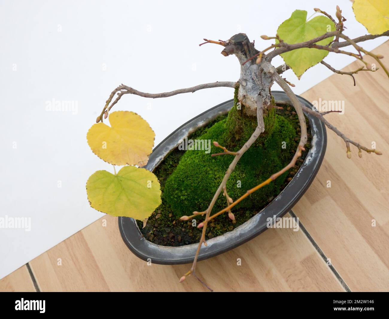 The Bonsai Linden tree on ceramic pot Stock Photo - Alamy