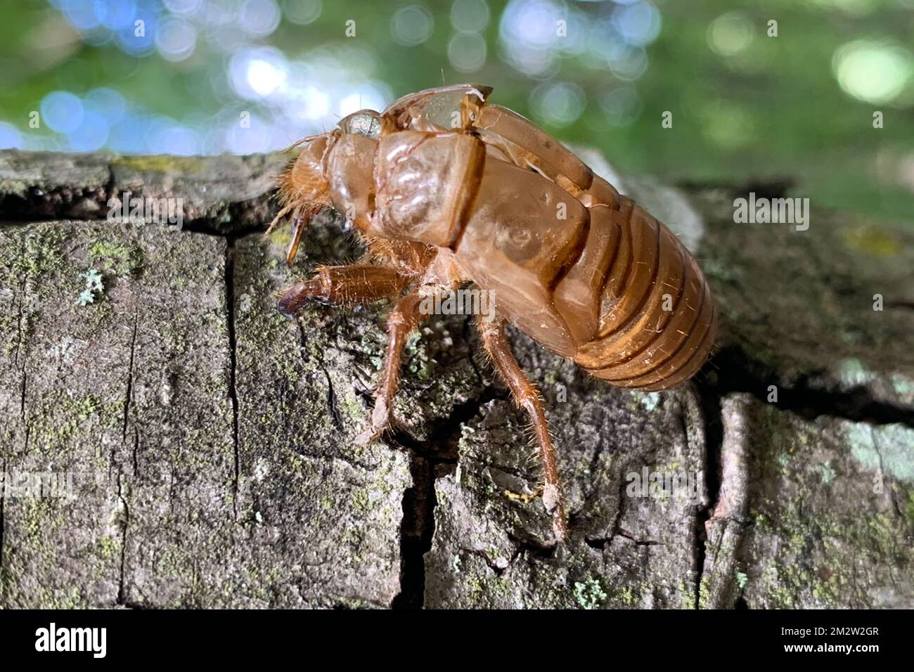 Quesada gigas (Cicadidae), chicharra gigante, exuvia pupa Stock Photo ...