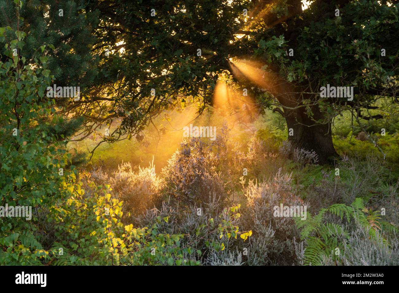 Budby south forest hi-res stock photography and images - Alamy