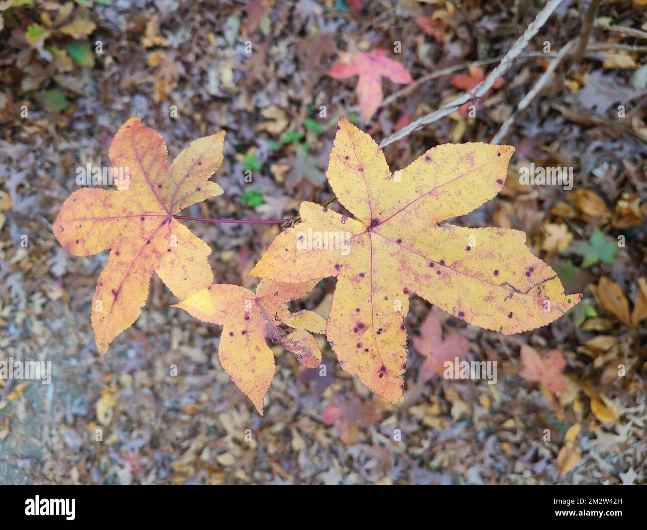 Fall Season Yellow Maple Leaf Stock Photo - Alamy