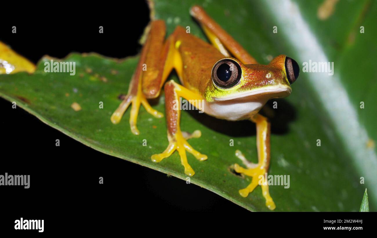 Agalychnis lemur, brown frog with yellow toes and white unterside in ...