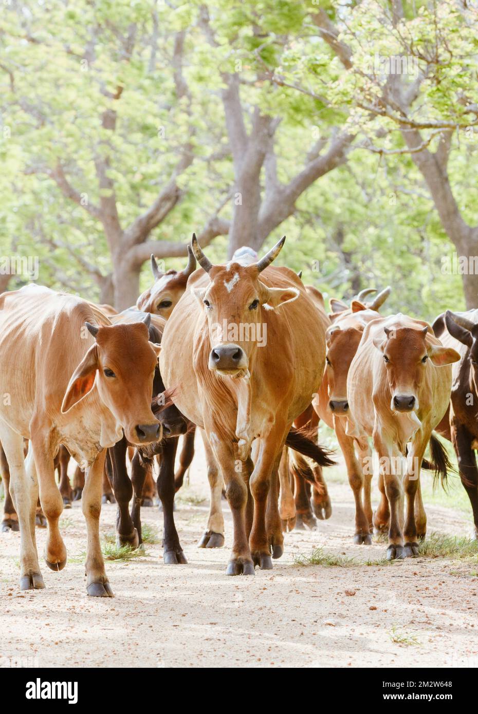 The herd of cows leads by the long-horn male cow. Walking on the gravel ...