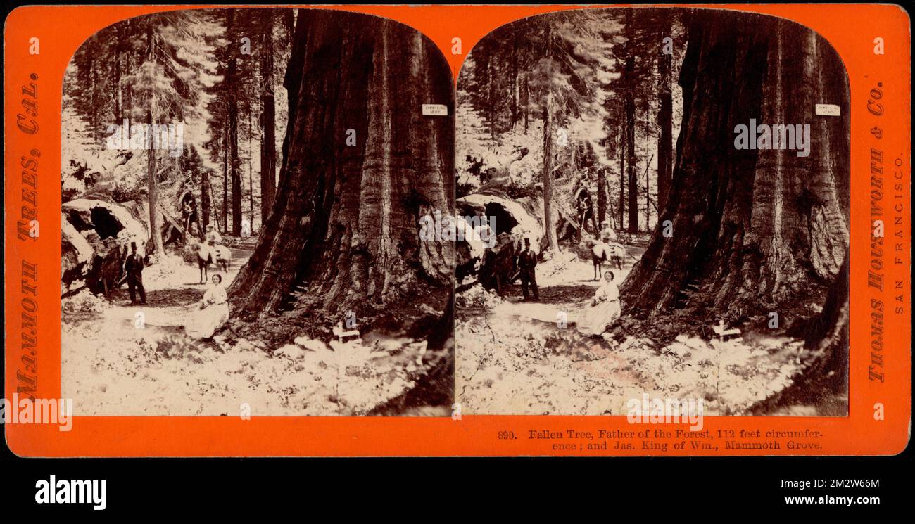 Fallen Tree, Father of the Forest, 112 feet circumference and Jas. King ...