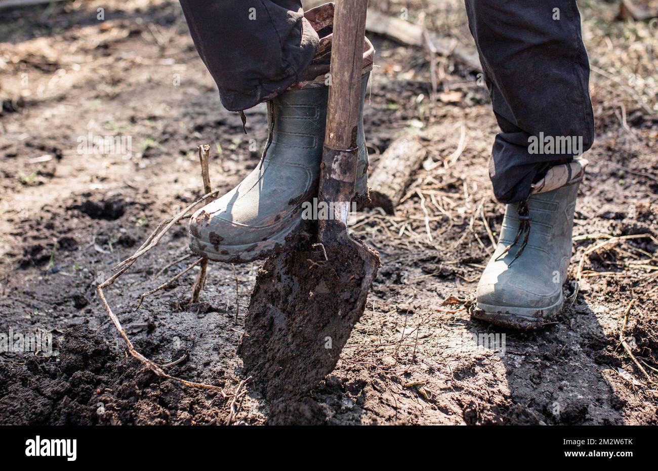 Worker digs soil with shovel The foot of a hard-working farmer in dirty ...
