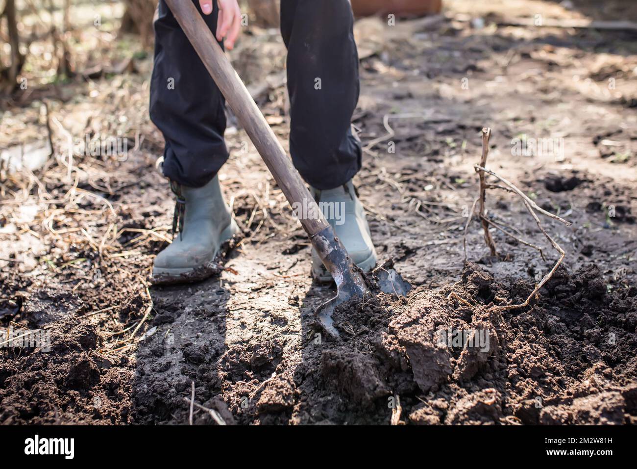 The foot of a hard-working farmer in dirty boots in the garden digs up ...