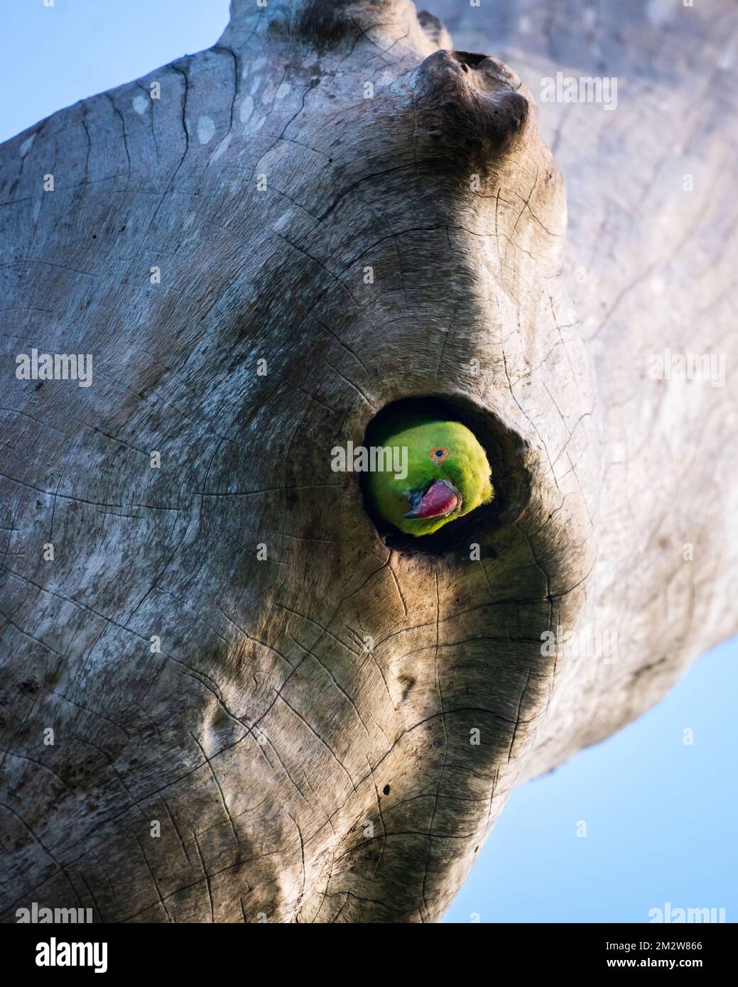 Bird peeking nest hole tree hi-res stock photography and images - Alamy