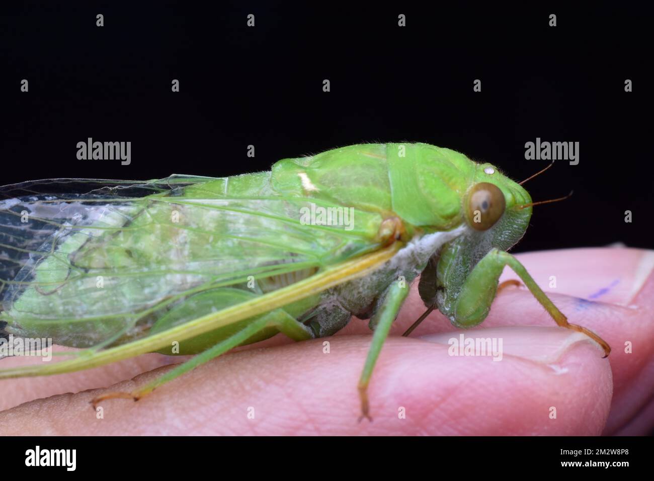 Close up photo of a jade green cicada resting on human fingers Stock ...