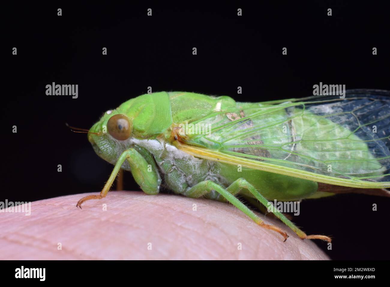 Close up photo of a jade green cicada resting on human fingers Stock ...