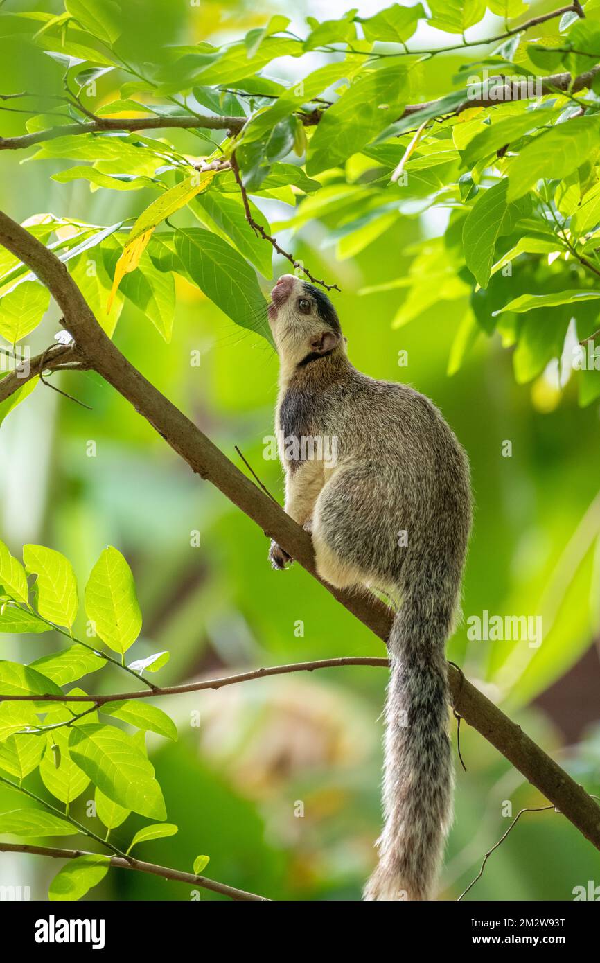 Sri Lankan giant squirrel on a tree branch searching for wild fruits in ...