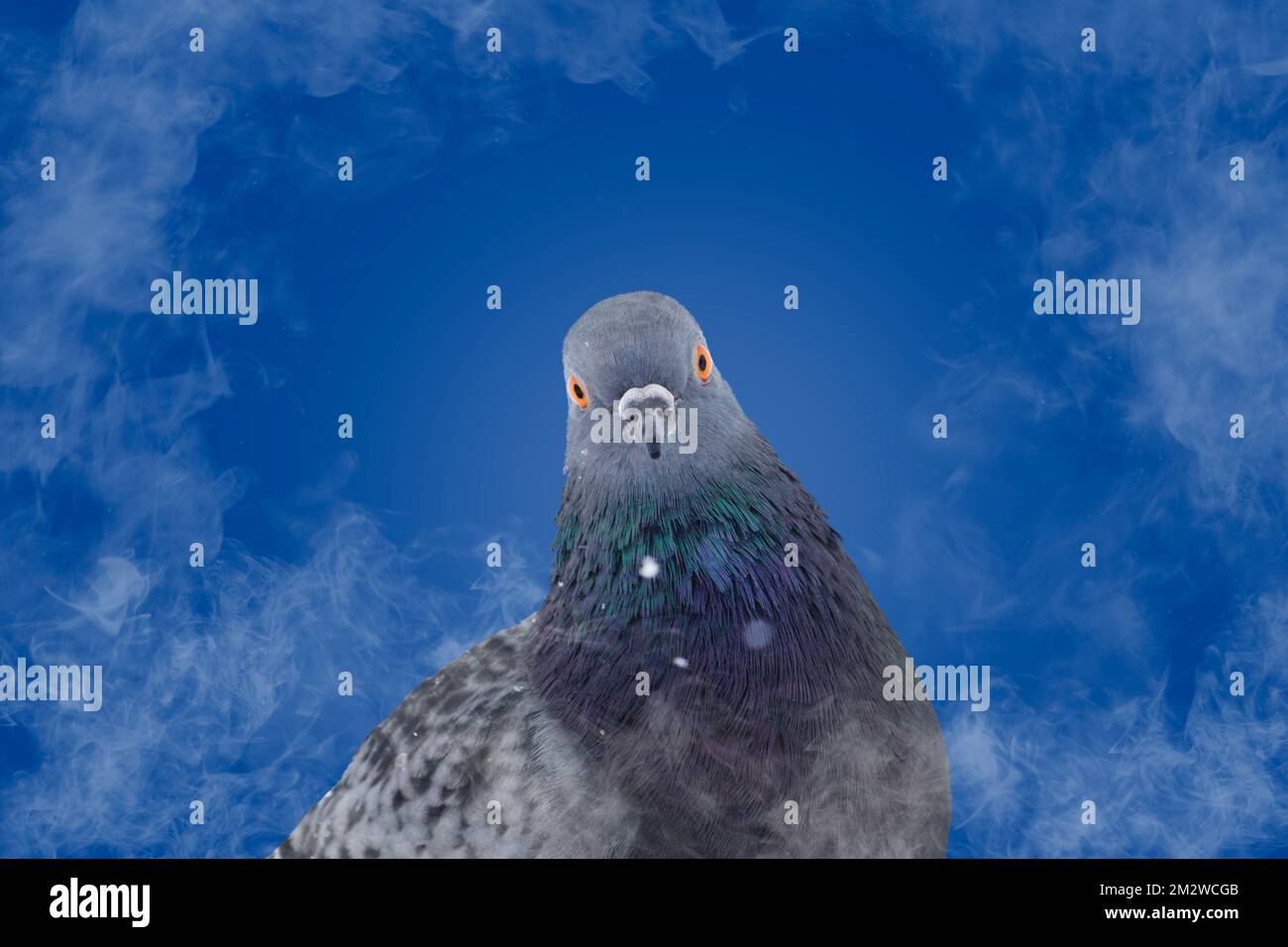 pigeon looking at camera through smoke Stock Photo - Alamy