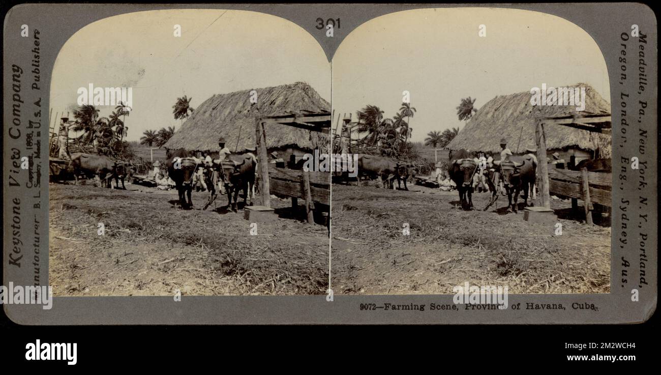 Farming scene, province of Havana, Cuba , Farming, Ox teams Stock Photo ...