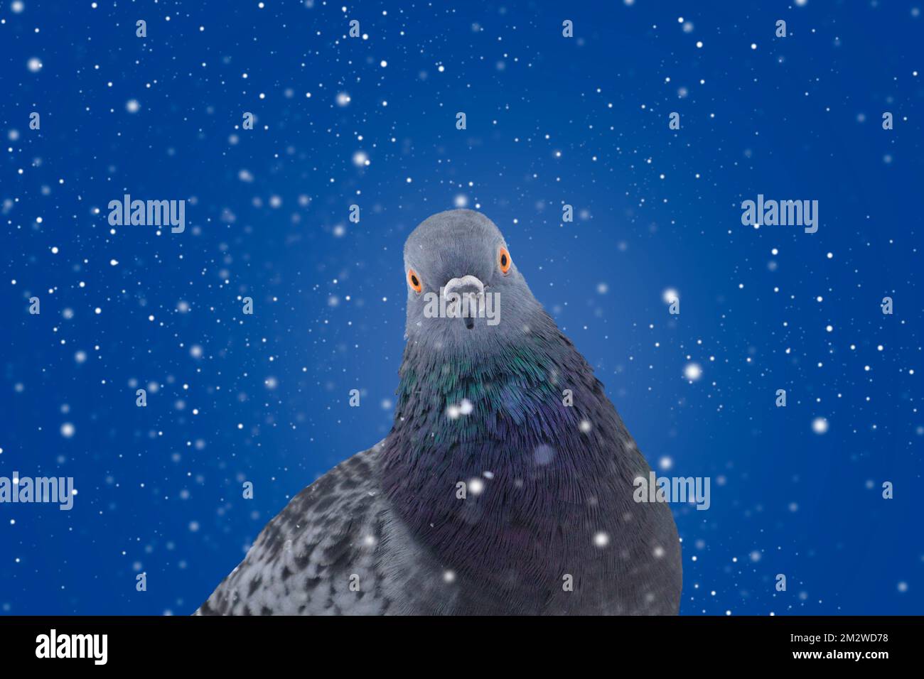 pigeon looking at camera through snowfall Stock Photo - Alamy