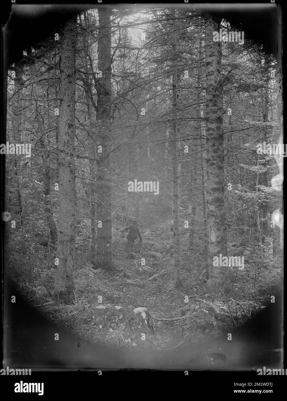 Fate, Road, Maine , Trees, Forests Edgar Sutton Dorr Photograph ...