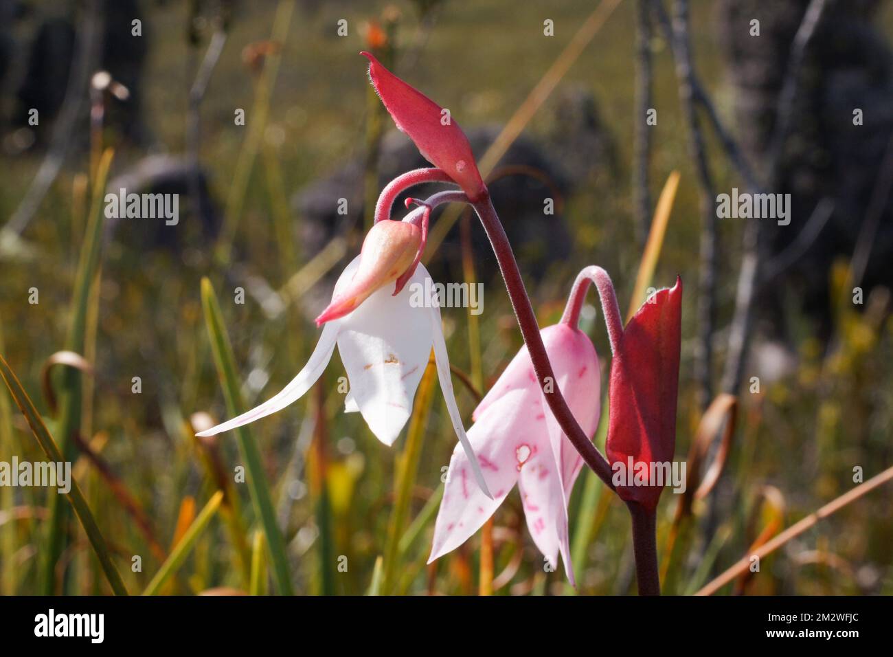 Two flowers of the carnivorous pitcher plant Heliamphora pulchella on ...