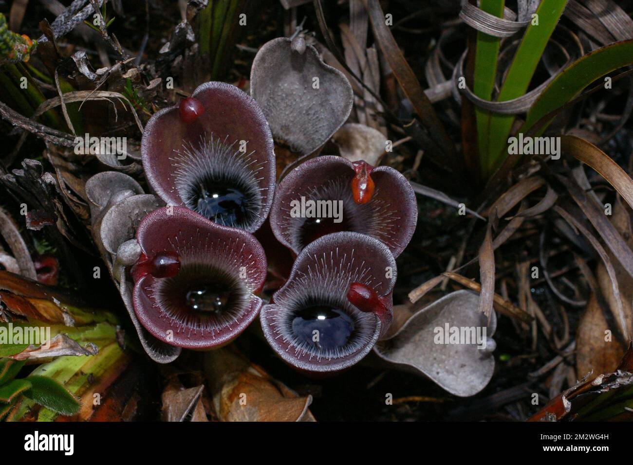 High angle view into the pitchers of Heliamphora pulchella, carnivorous ...