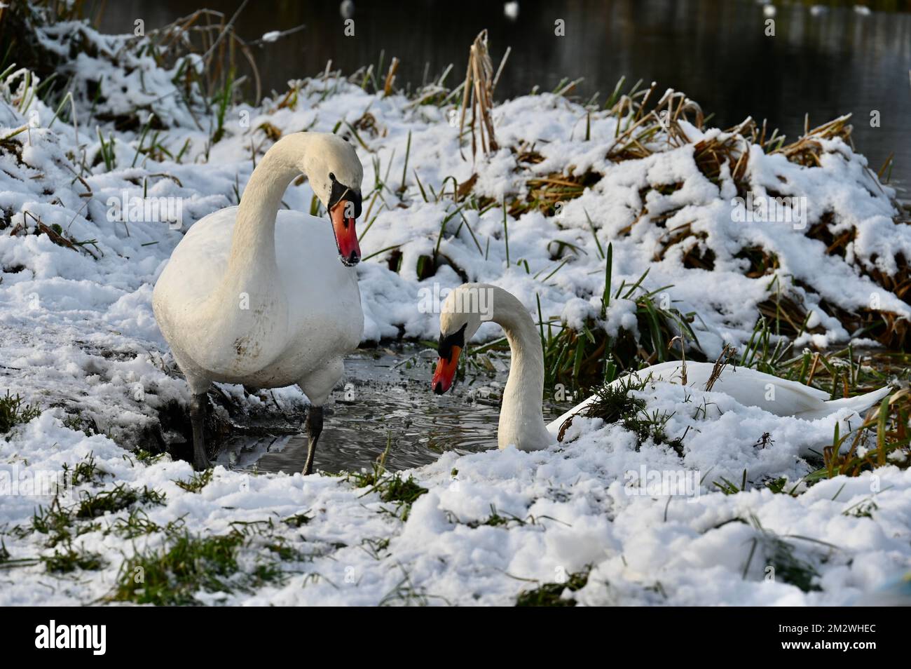 Kent, UK. 14/12/2022, A pair of mute swans (Cygnus Olor) looked for ...
